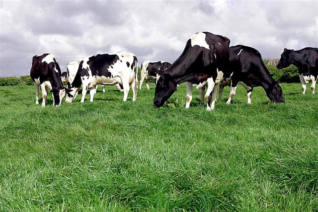 FBA LABORATORIES - soil grass and silage analysis testing as well as ...